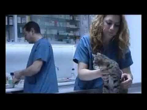 Veterinerlik Tanıtım Filmi - VetRehberi