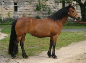 Atlarda Donlar - Atlar - VetRehberi