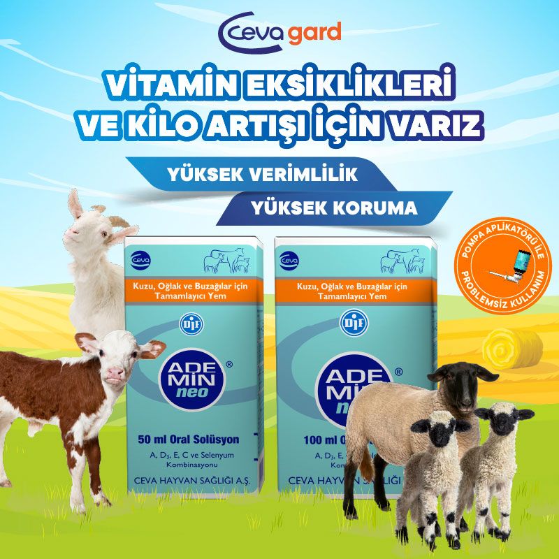 Arap At Irkı ve Özellikleri - Atlar - VetRehberi